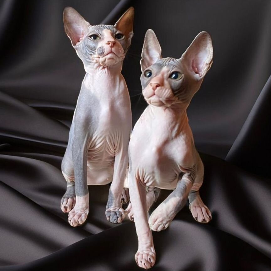 Донской сфинкс котята
