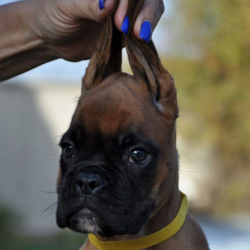 Щенки боксера