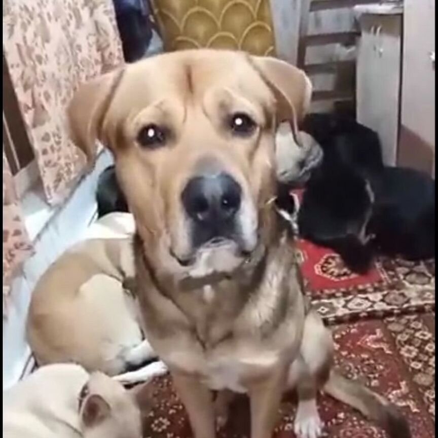 Собака в добрые руки бесплатно