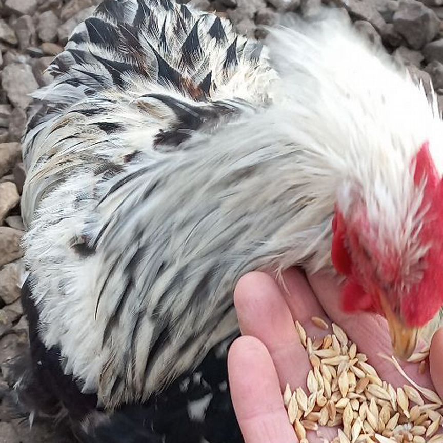 Петухи карликовый кокехин