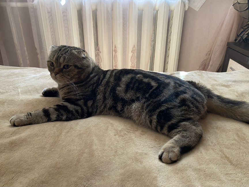 Шотландский скоттиш фолд кот на вязку