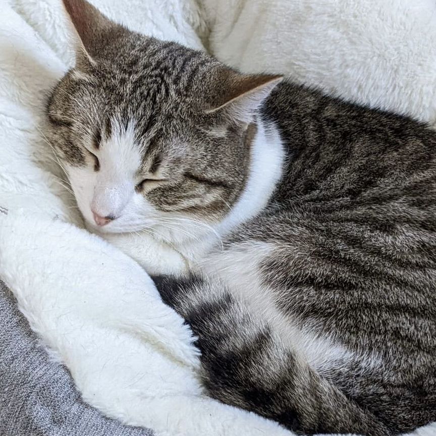 Молодой игривый котик