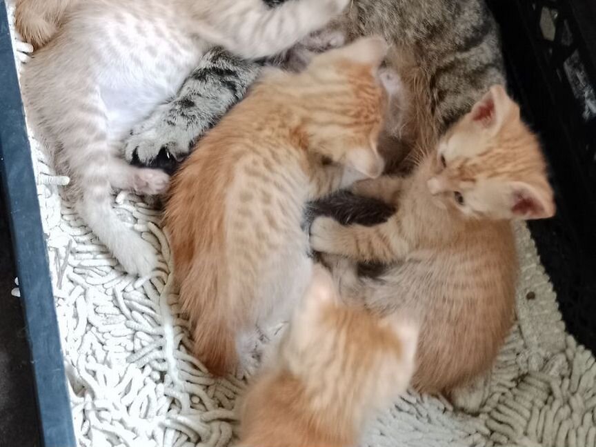 Кошки в добрые руки