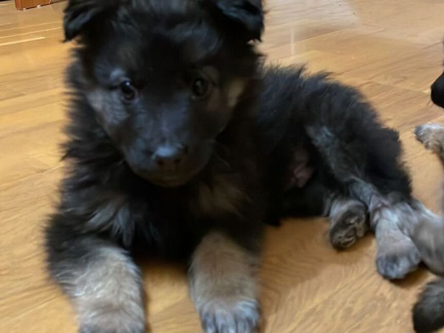 Дружок щенок 1,5 мес