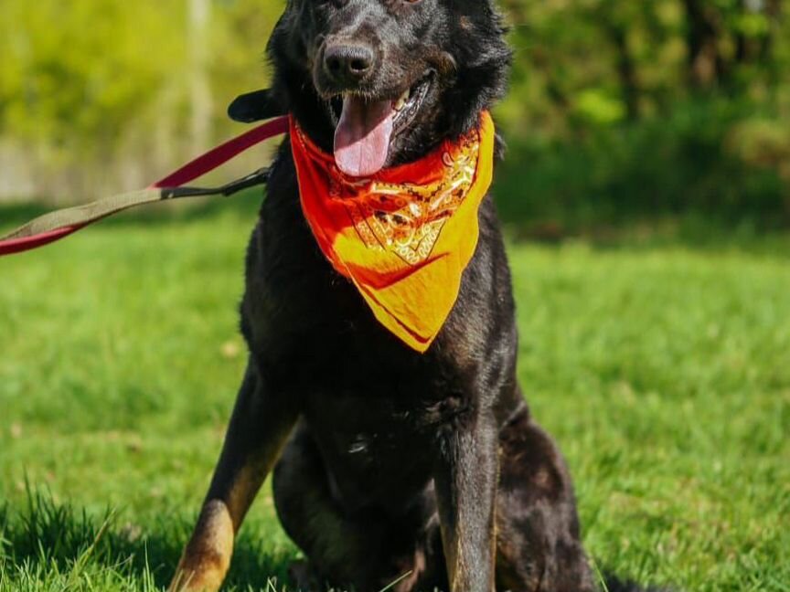 Снупи-высокий, статный красавец