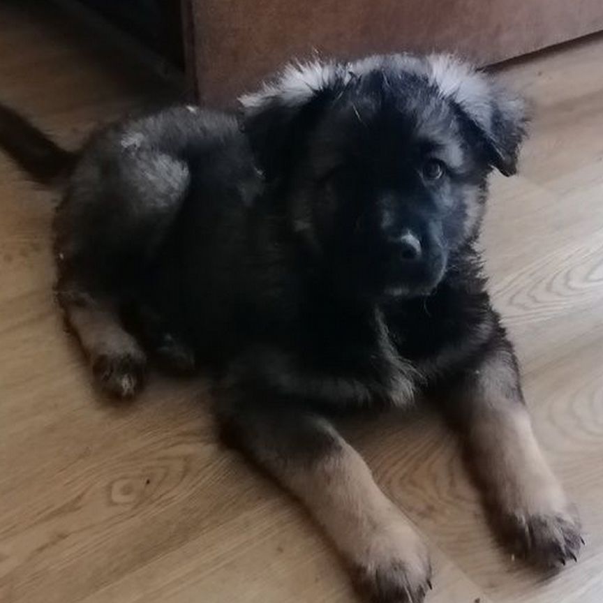 Щенки лайки с овчаркой в добрые руки