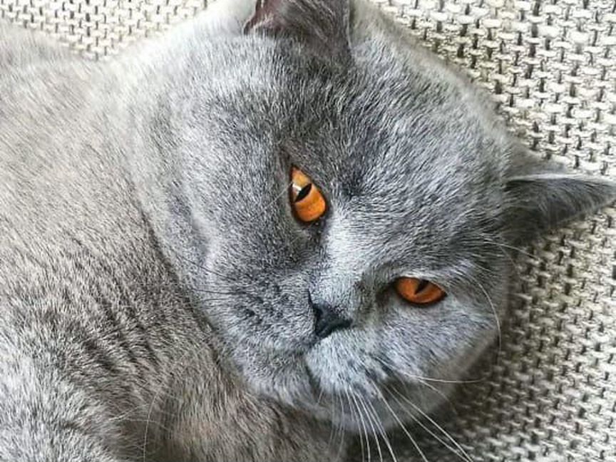 Отдам в добрые руки британскую кошечку