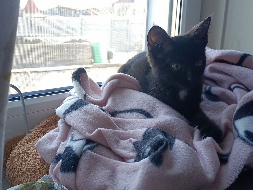 Котенок в добрые руки