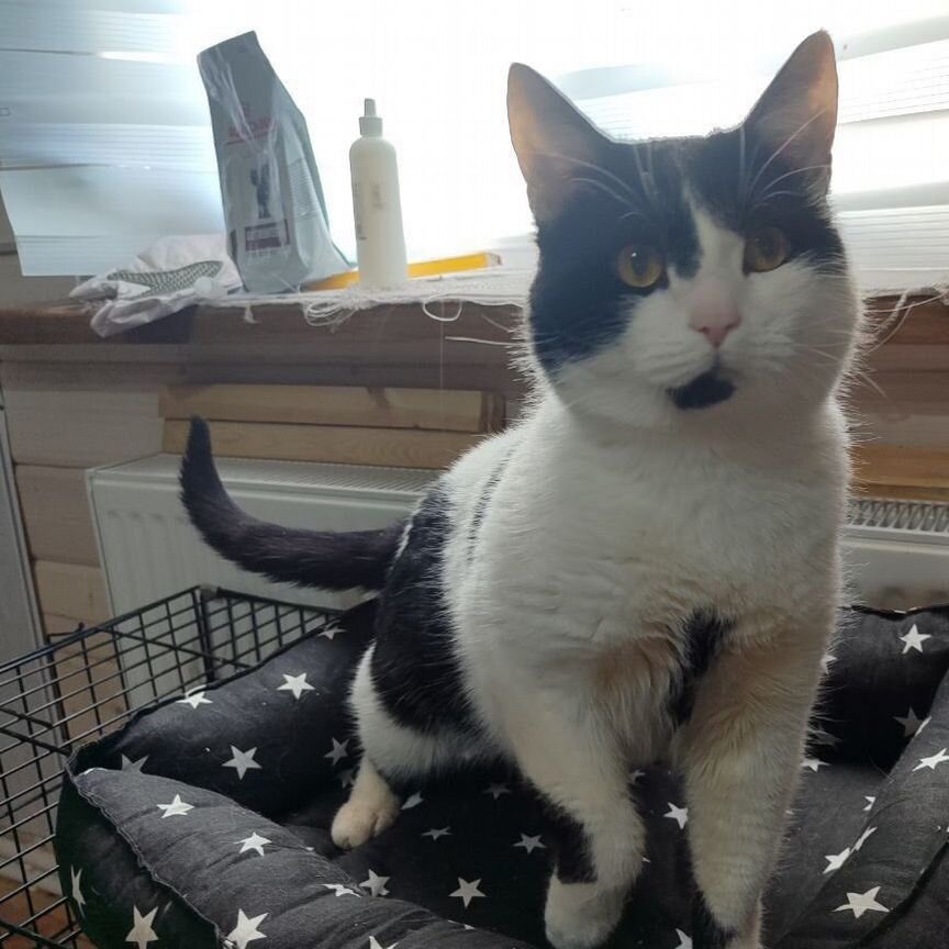 Отдам в добрые руки