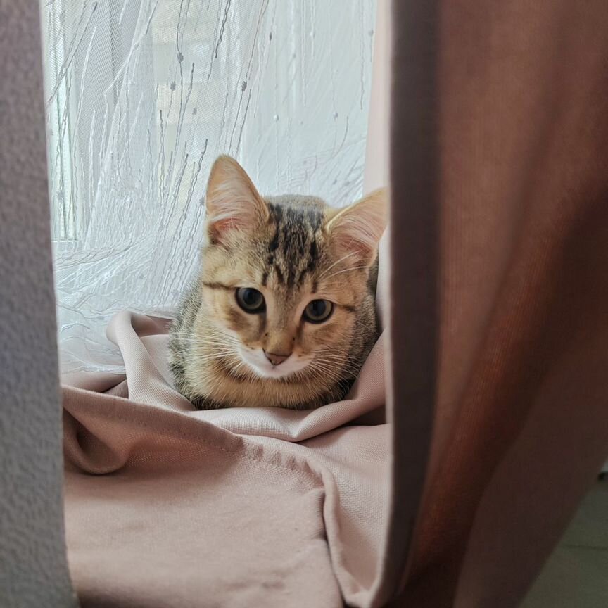 Котик по кличке Кусочек в добрые руки