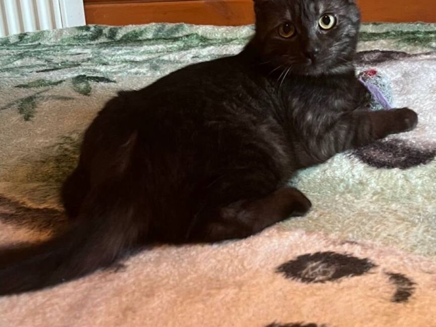 Кошка черная тигровая черный дым окрас