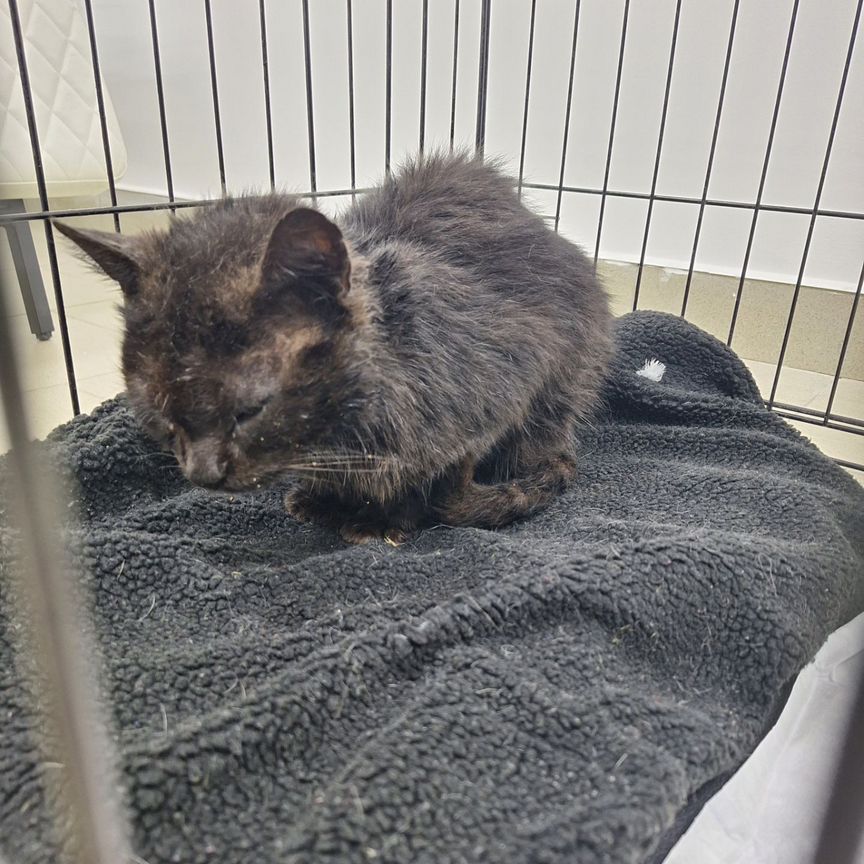Спасите несчастного котика