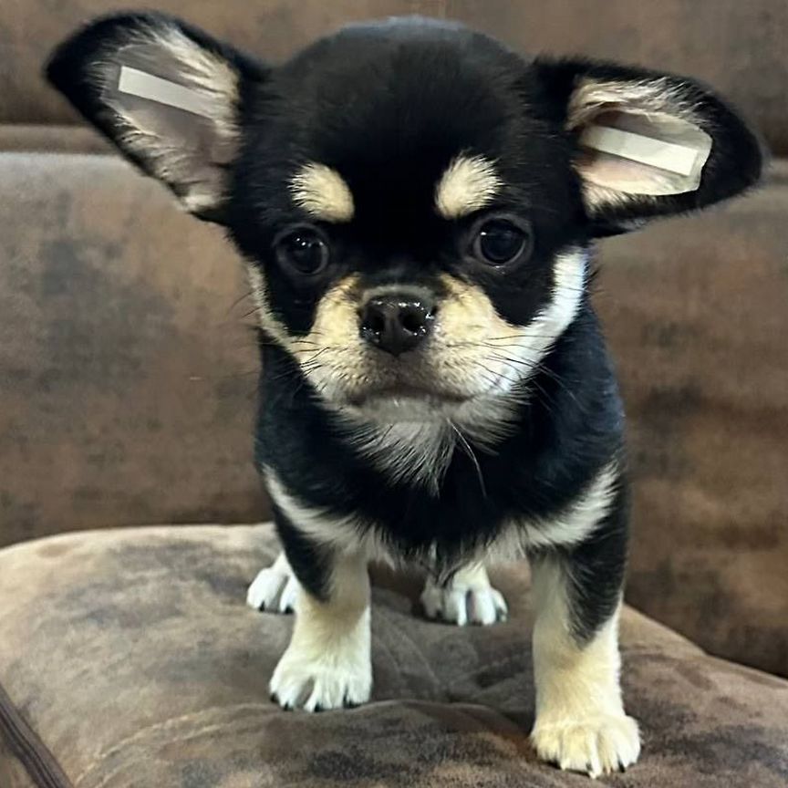 Чихуахуа, щенок