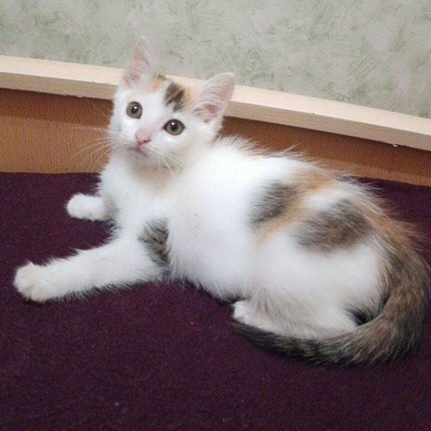 Котенок -девочка в самые добрые ручки