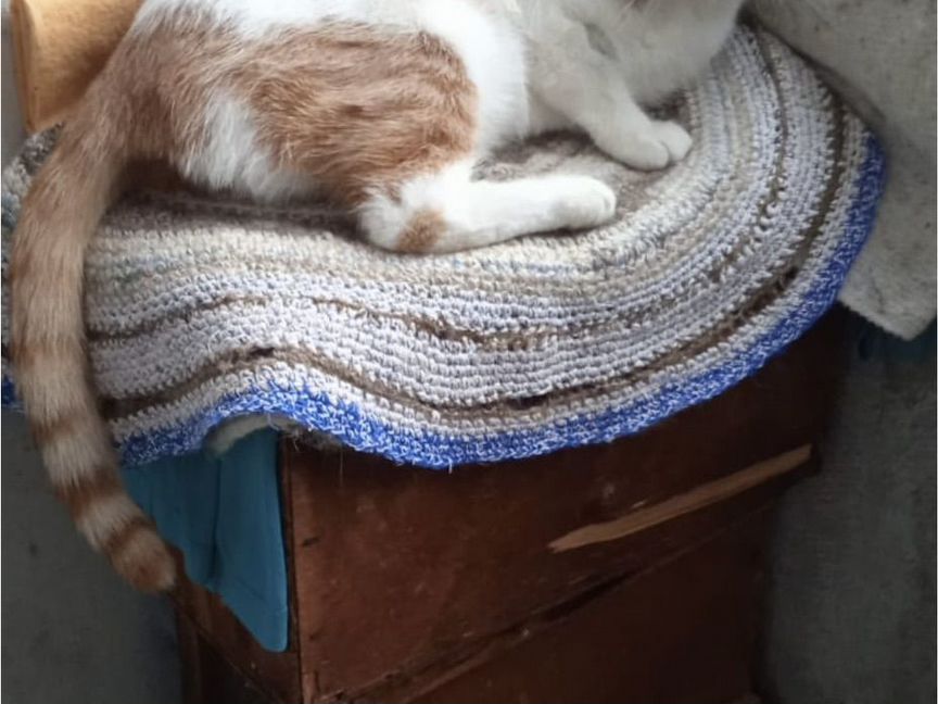 Котик в добрые руки