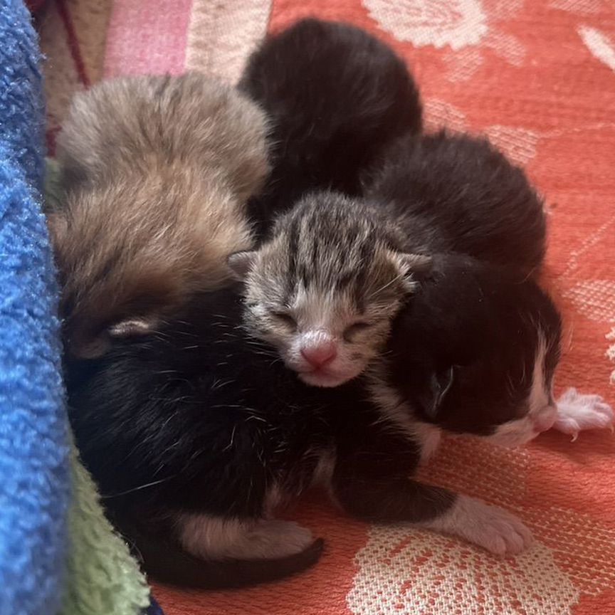 Котёнок в добрые руки