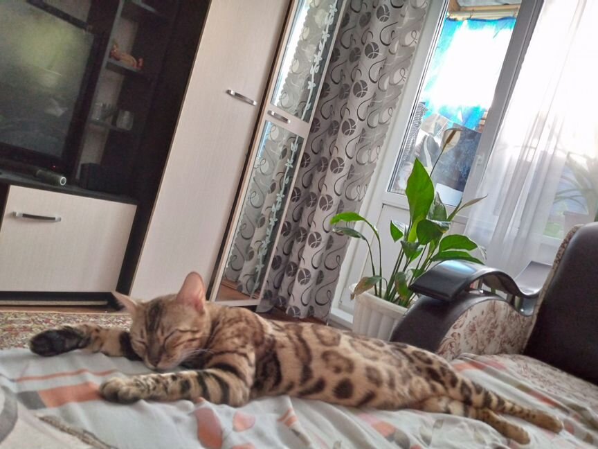 Бенгальская