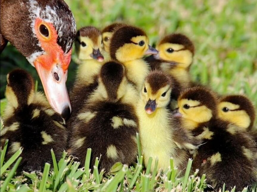 Индоутка мускусная утка