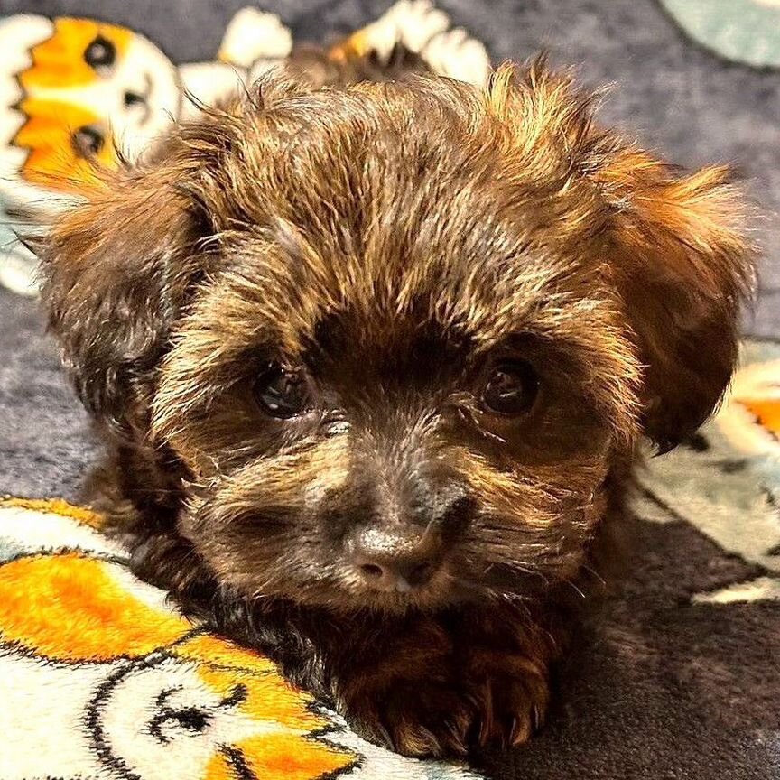 Украдет Ваше сердце