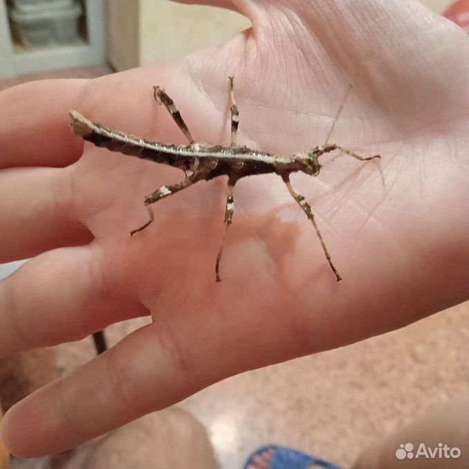 Экзотические насекомые палочники