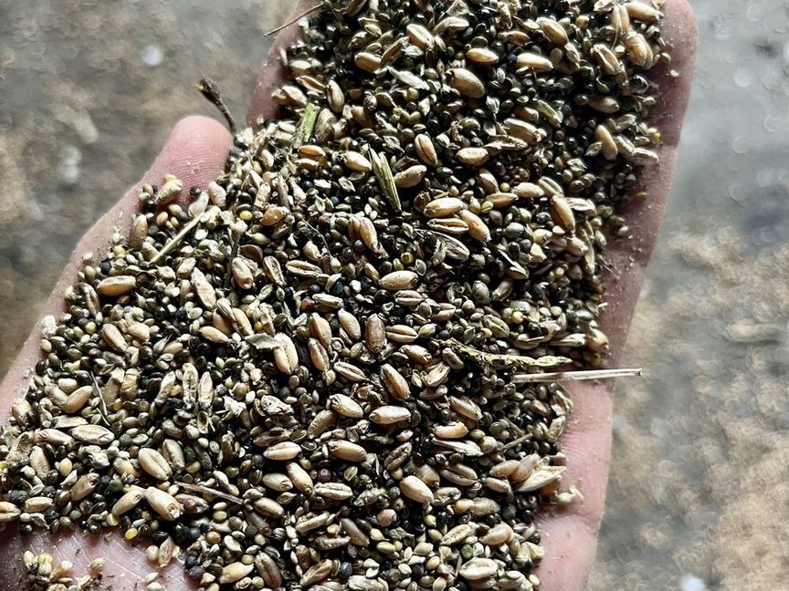 Зерноотходы пшеничные