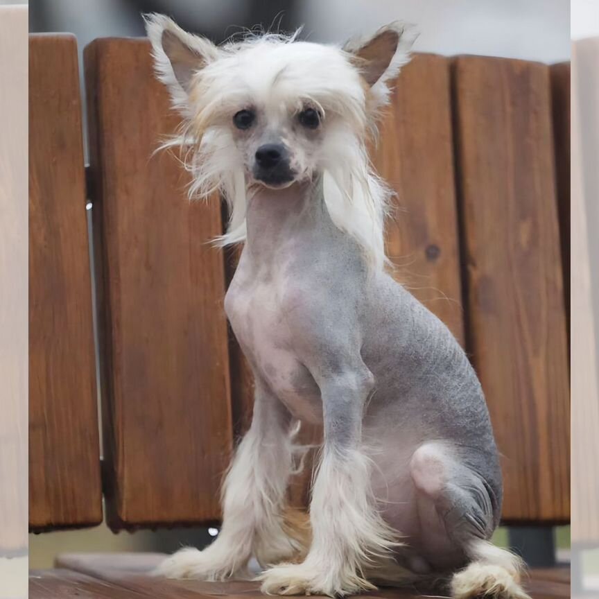 Китайская хохлатая, щенок