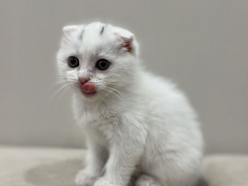 Шотланский вислоухий котенок мальчик