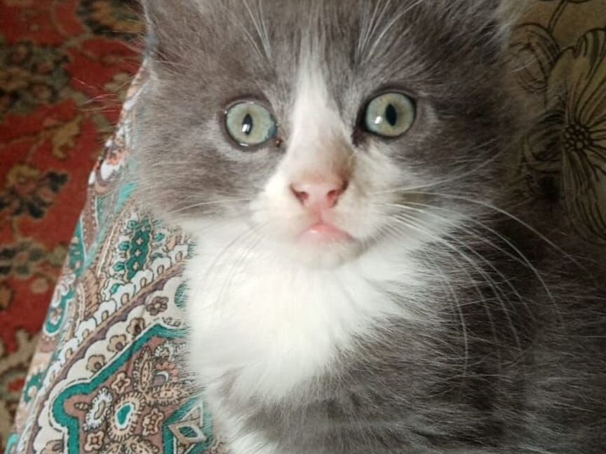 Отдам в хорошие руки котят