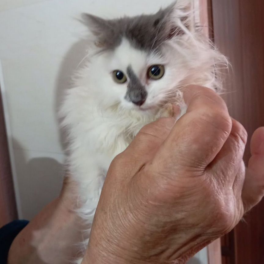 Пушистый котеночек в дар