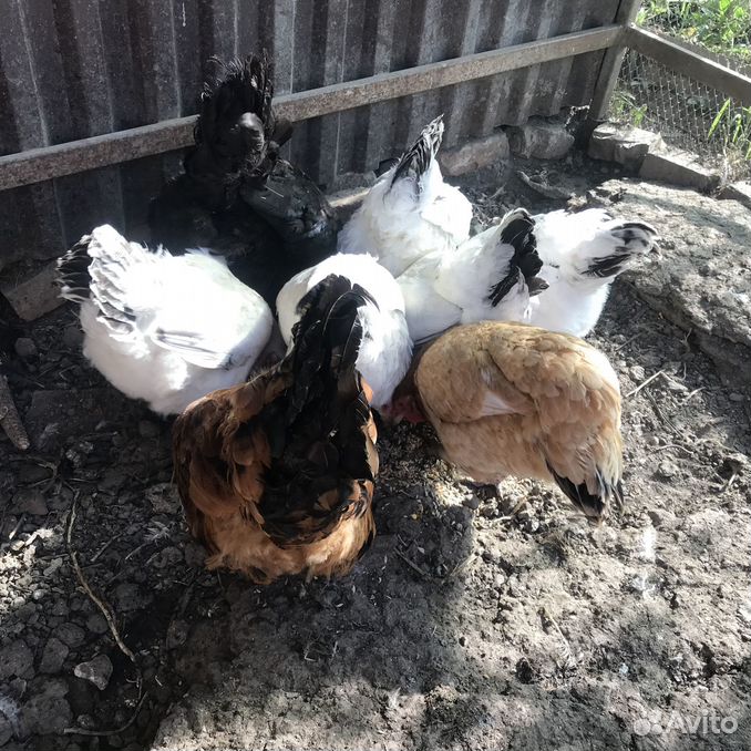Куры несушки оптом