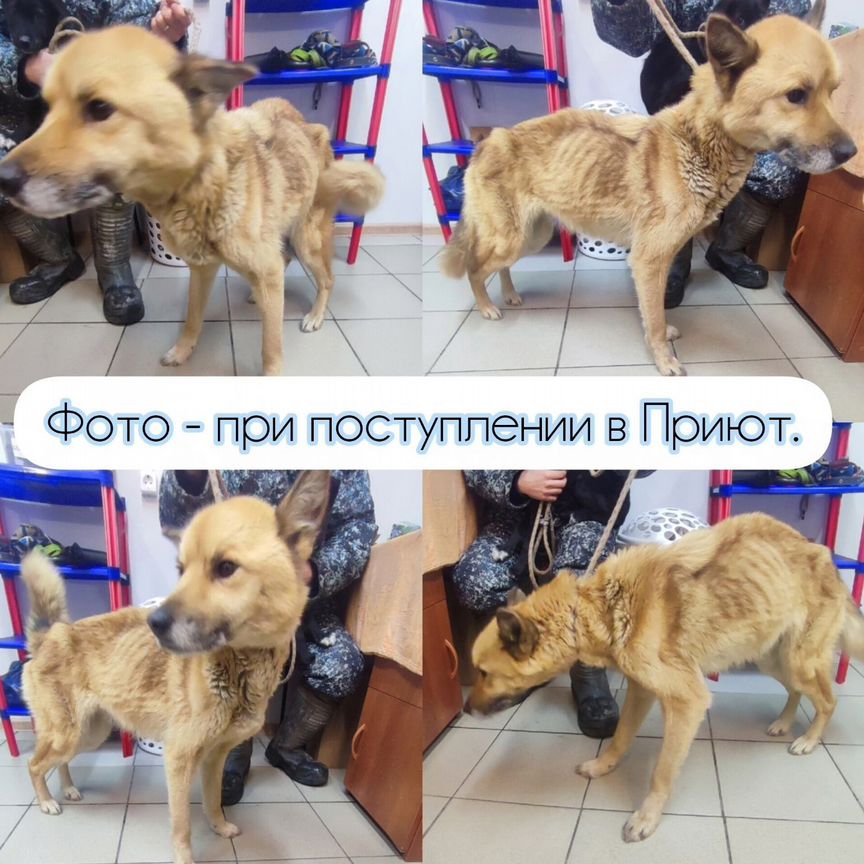 Взрослая собака в добрые руки