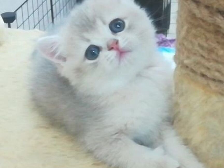 Британские котята с документами