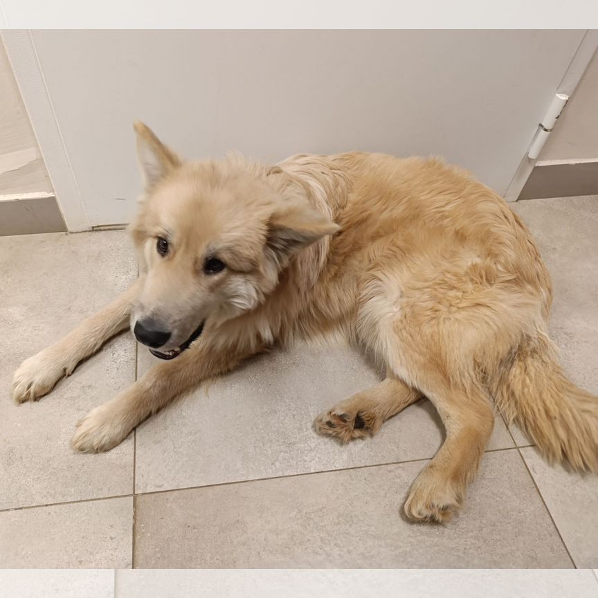 Аляскинский хаски, щенок