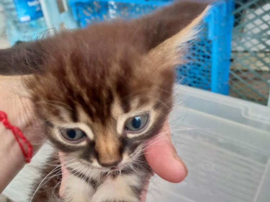 Котята в добрые руки бесплатно