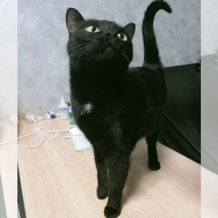 Взрослая кошка в добрые руки