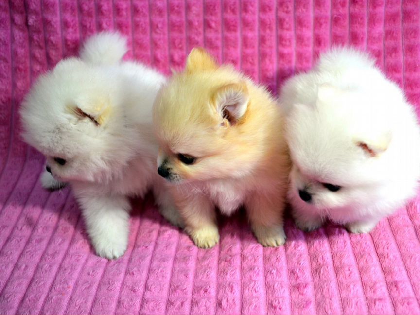 Померанские мишки шпицы мини