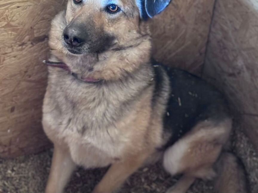 Камилла собачка с непростой судьбой ищет дом