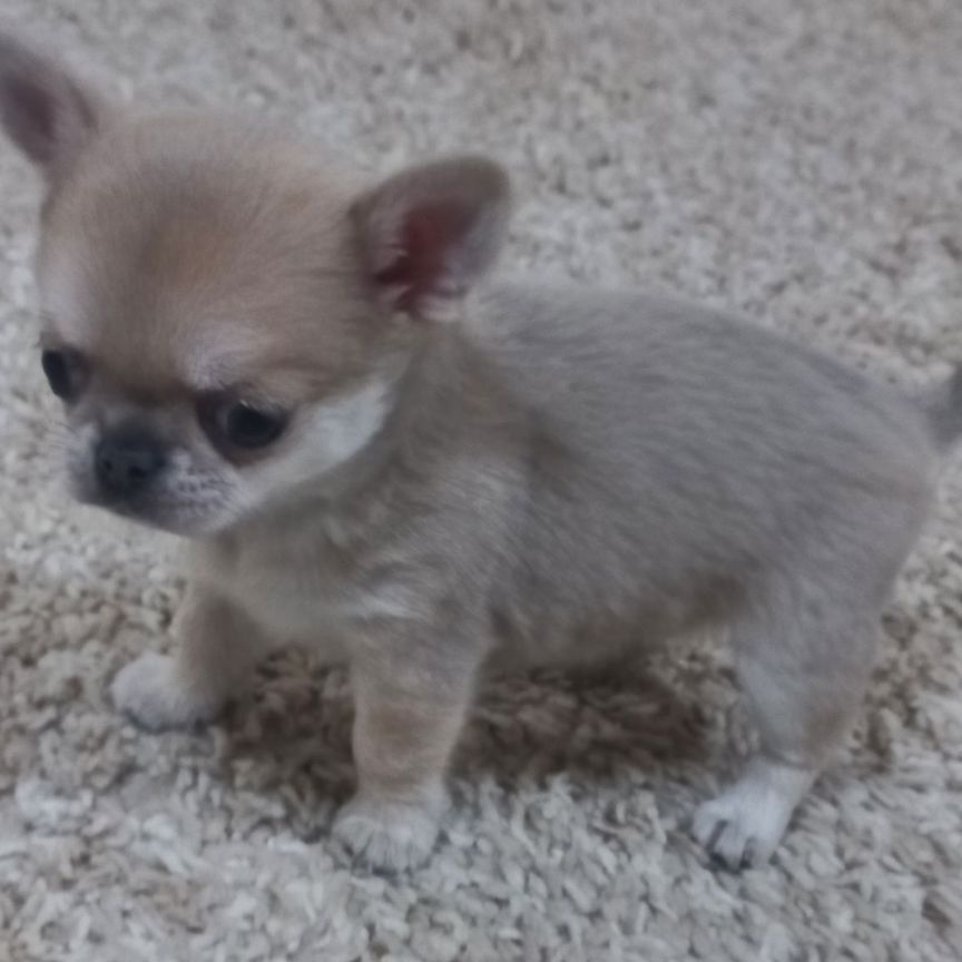 Чихуахуа, щенок