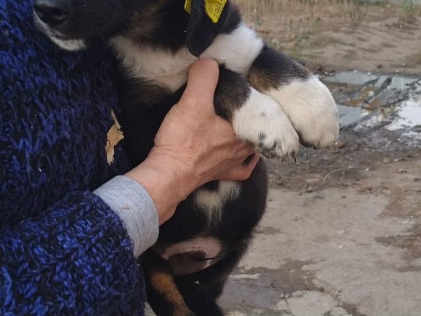 Щенок Феня в хорошие руки бесплатно