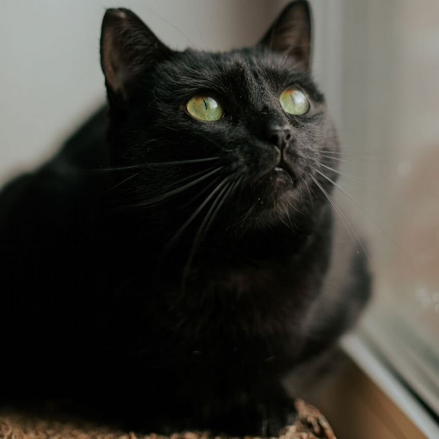 Характерная актриса марго мартиндейл (кошка)