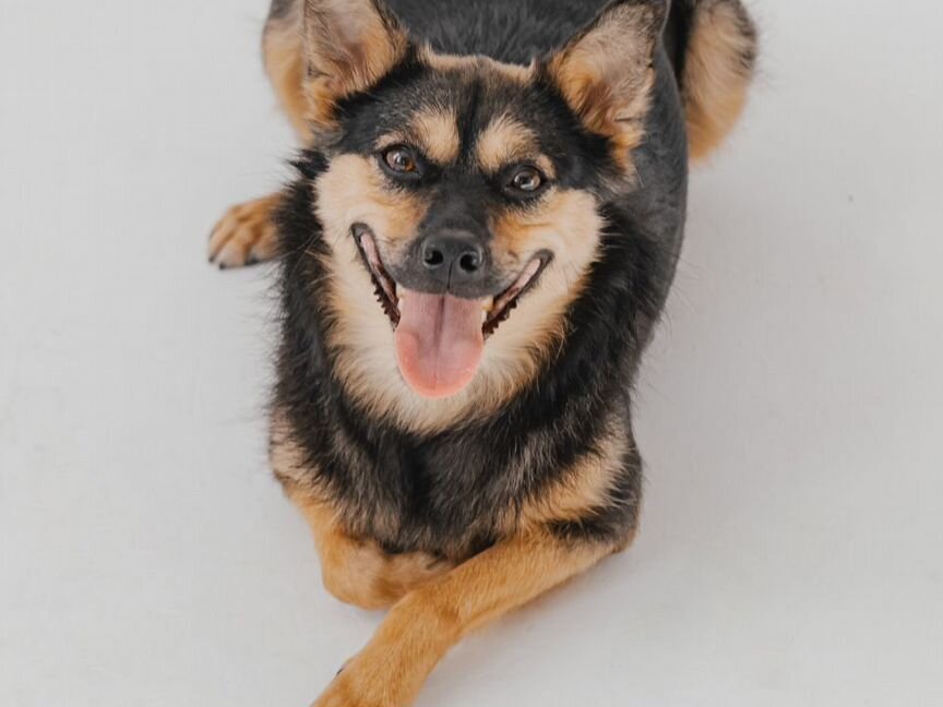 Собака 4 года