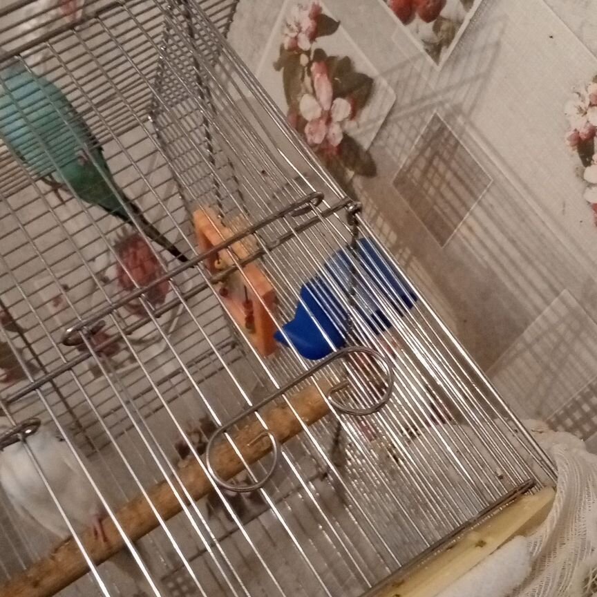 Волнистый попугай