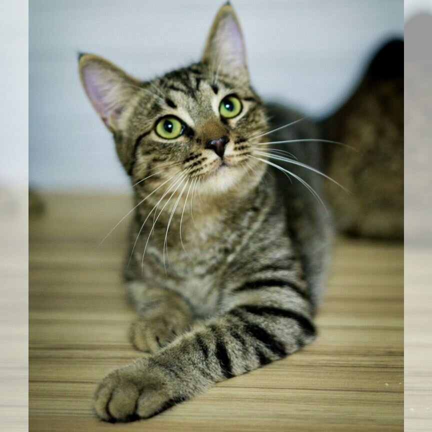 Котёнок в добрые руки