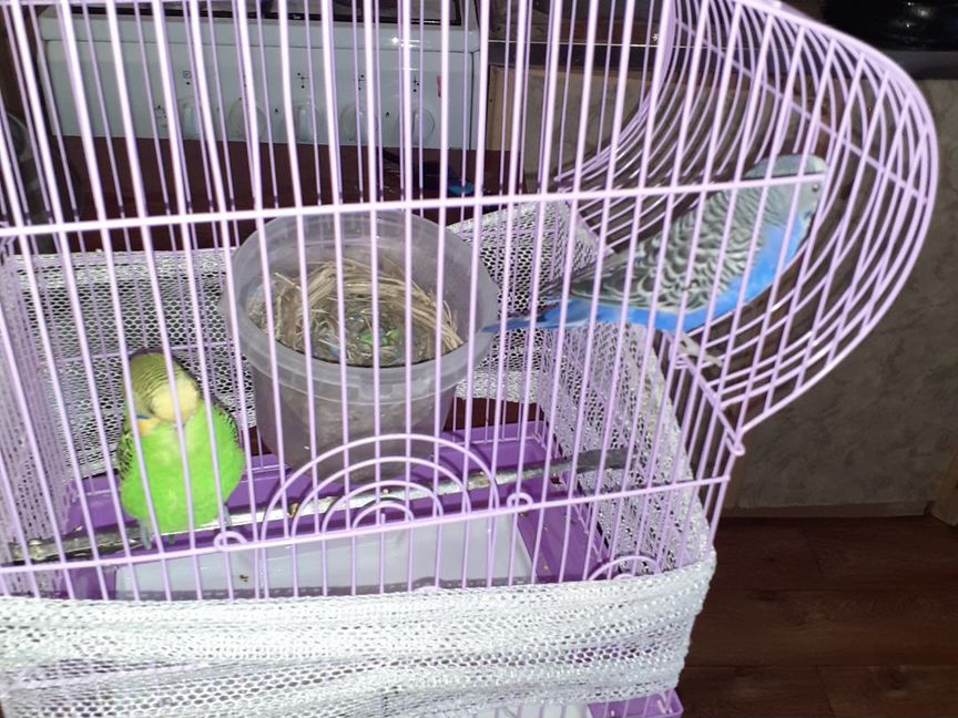 Волнистый попугай