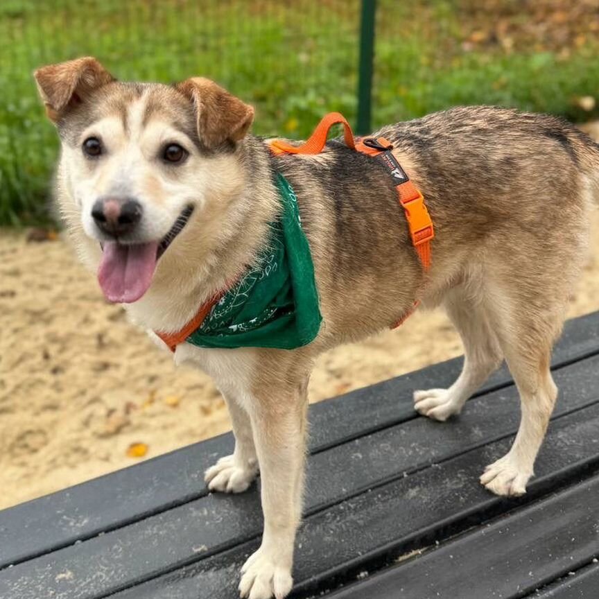 Взрослый пёс в добрые руки