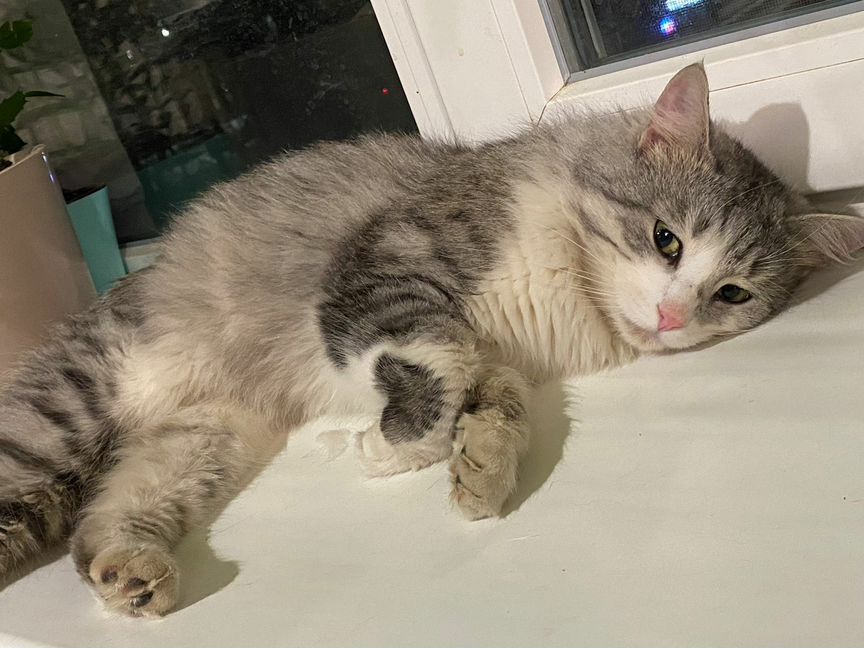 Котики бесплатно