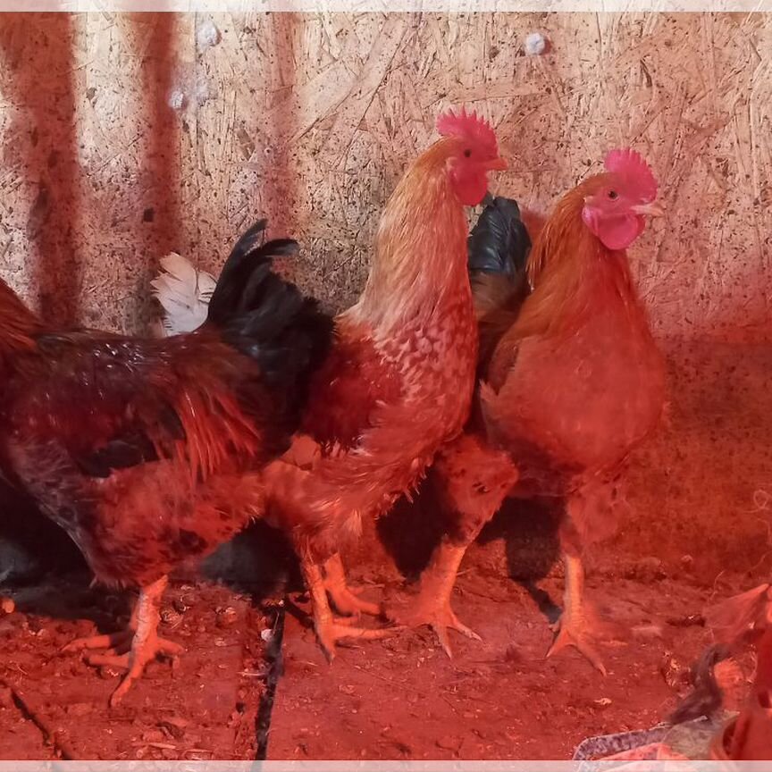 Продам молодого петуха