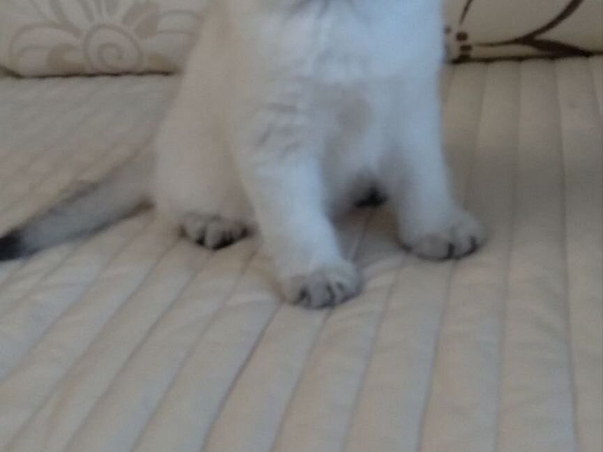 Шотландский котик