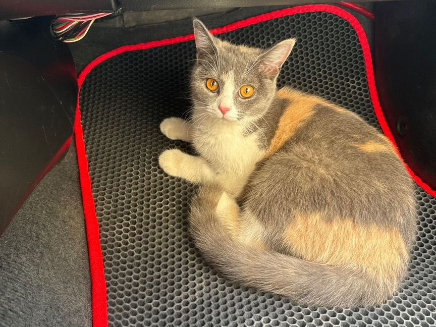 В добрые руки кошка британка