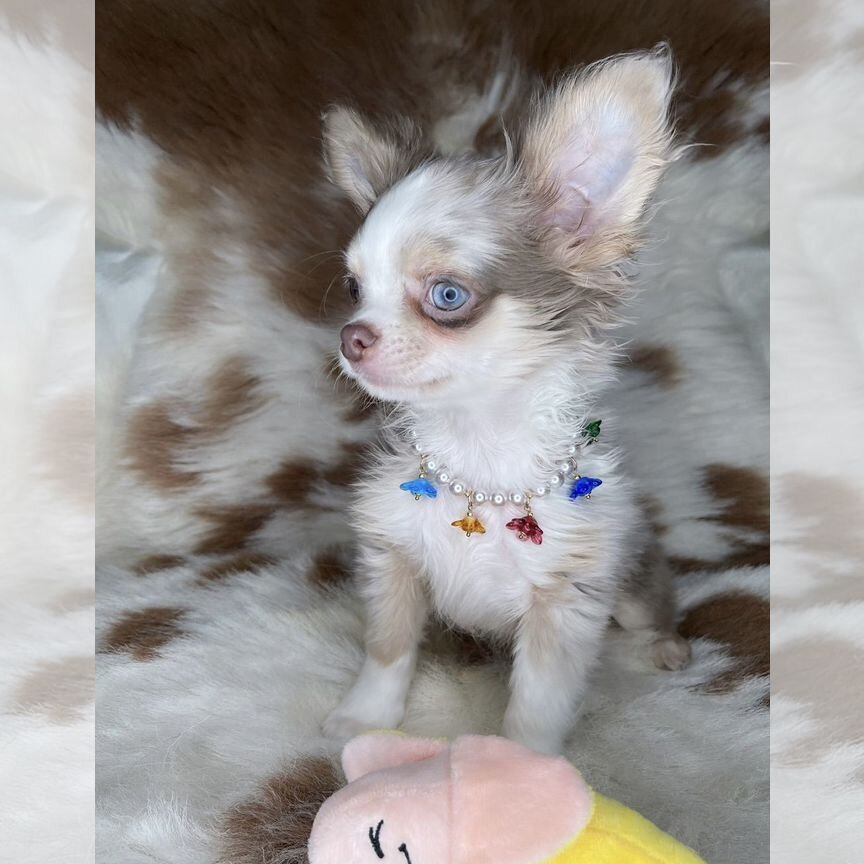 Чихуахуа, щенок